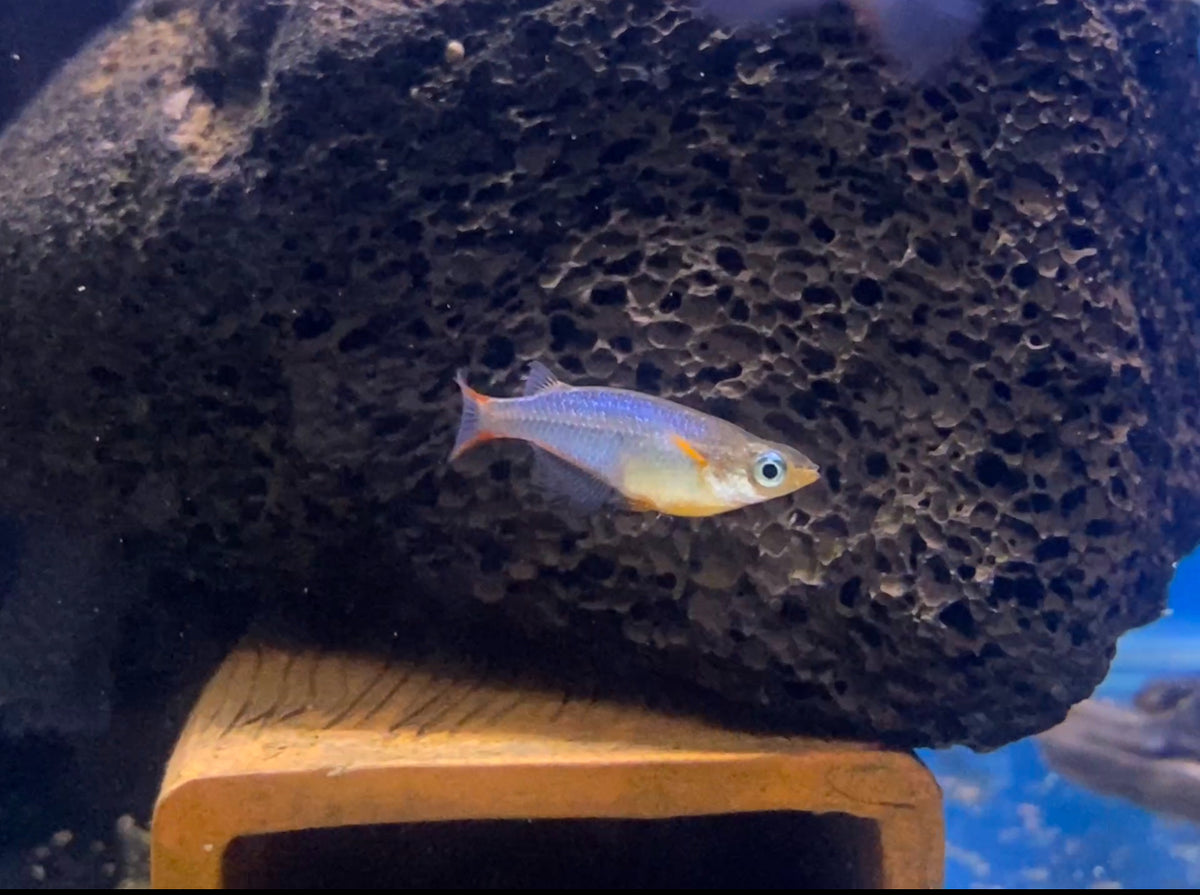 Japanese Rice Fish (Medaka) for Sale | Rare Varieties & High-Quality C ...