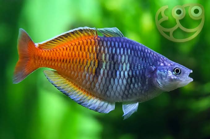 Rainbow Fish in Australia - Stunning Freshwater Rainbow Fish for Sale ...