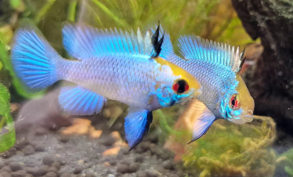 Ram cichlids (Mikrogeophagus Ramriezi)-H20 aquarium – H2O aquarium