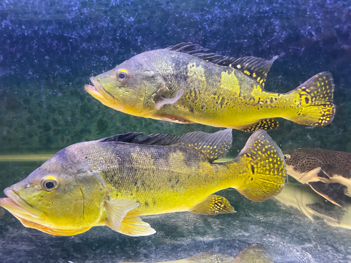 Breeding Pair Mono Kelberi Peacock Bass for Sale - Rare & Healthy Pair ...
