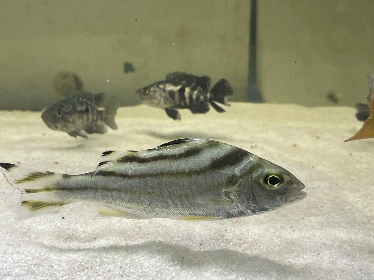 Target Fish - 10cm: Australian Native Fish for Sale - Small Tank & Pond ...