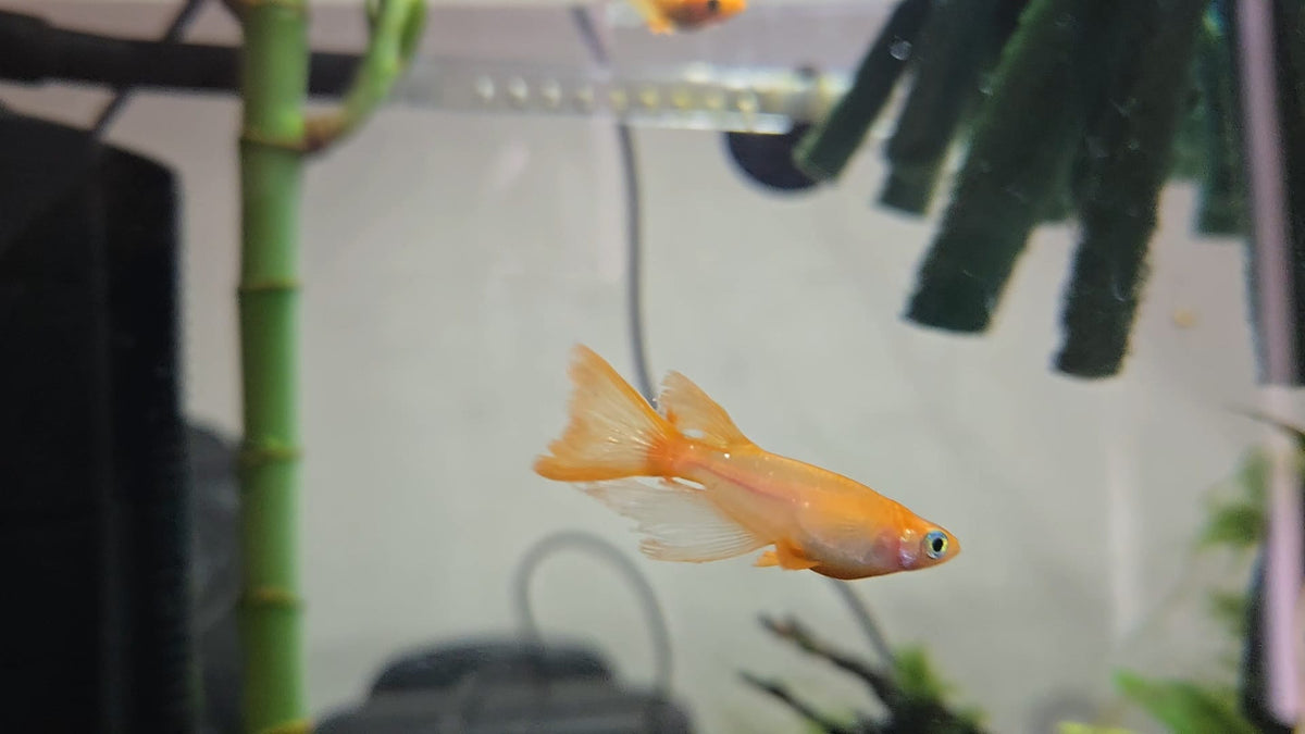 Sunrise Longfin Medaka Fish - Rare Longfin Japanese Rice Fish for Sale ...